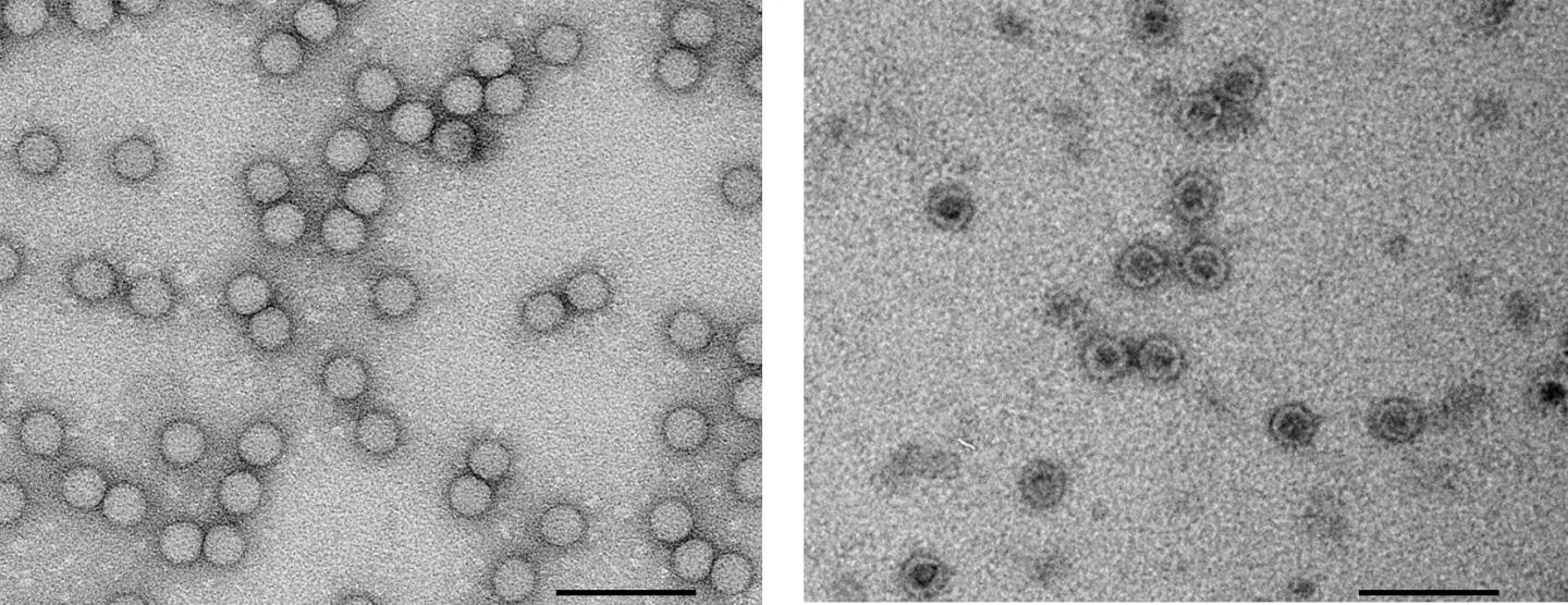 Polio Virus and Virus-Like Par [IMAGE] | EurekAlert! Science News Releases
