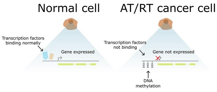 DNA methylation [IMAGE] | EurekAlert! Science News Releases