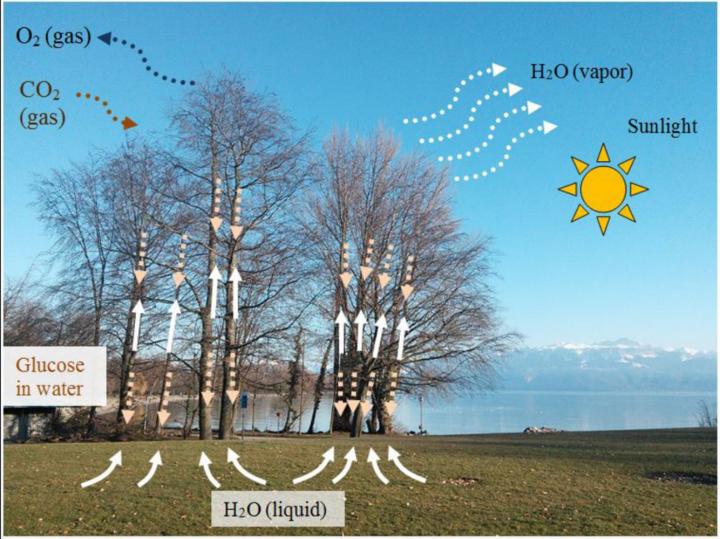 Trees near Lake Geneva [IMAGE] | EurekAlert! Science News Releases