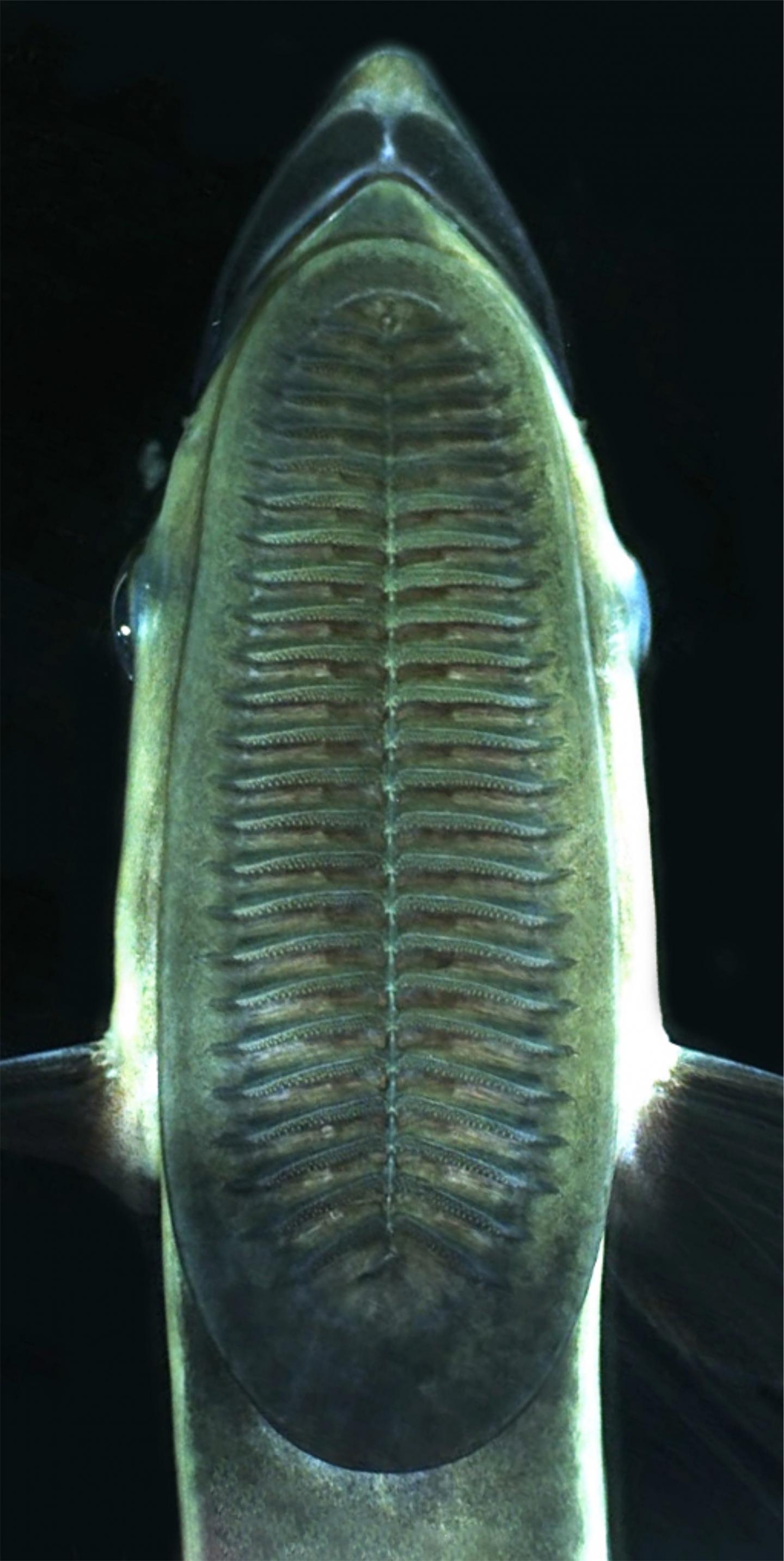 Remora Suction Disc [IMAGE] | EurekAlert! Science News Releases