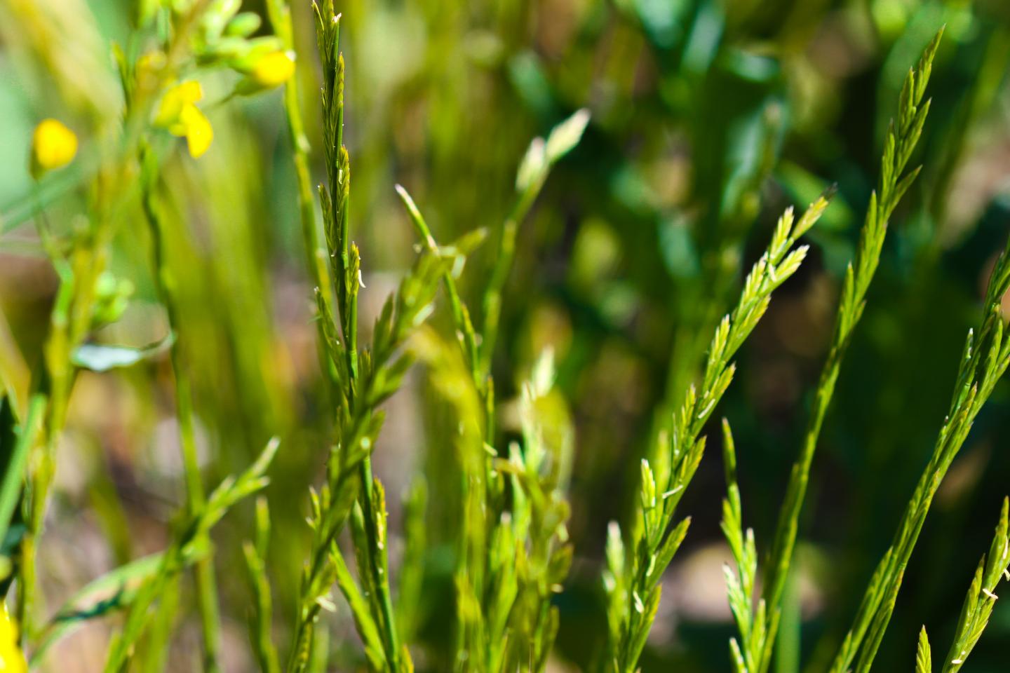 Annual Ryegrass [IMAGE] | EurekAlert! Science News Releases