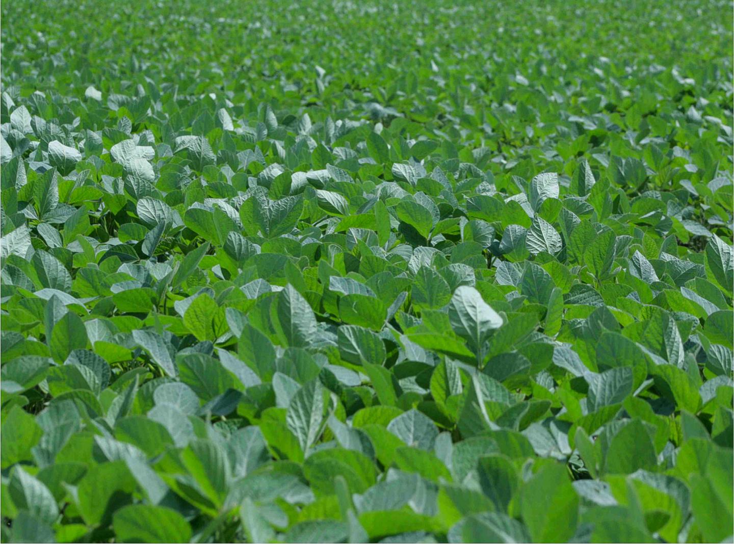 A very small number of crops are dominating g | EurekAlert!