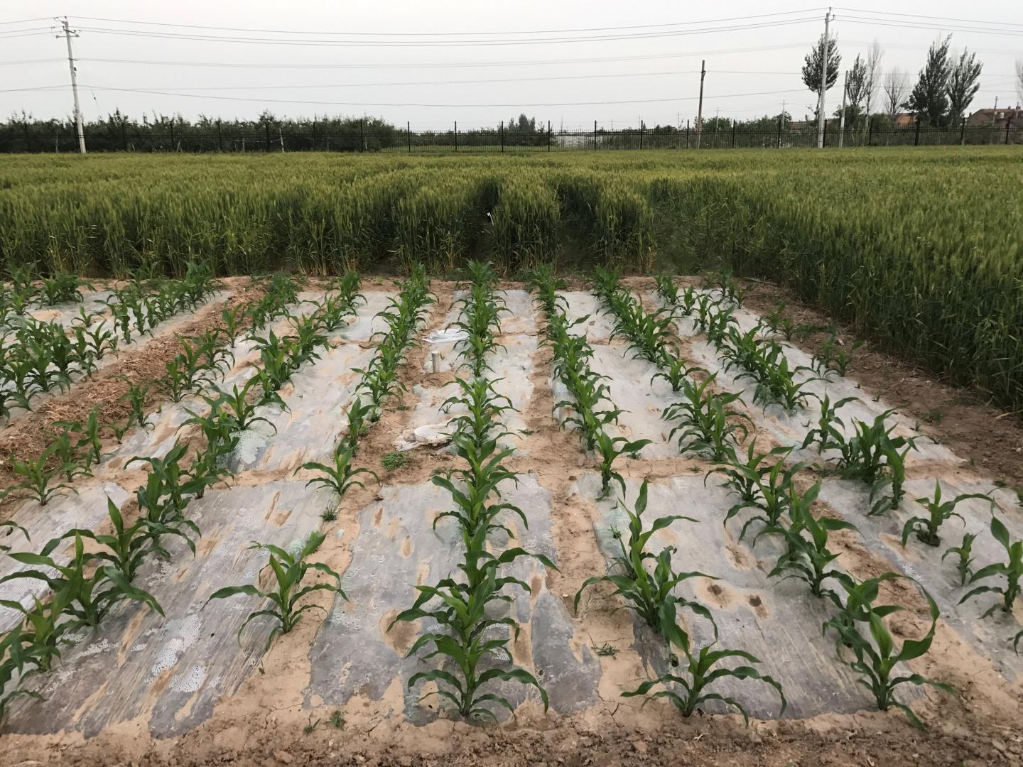 Plastic Mulch Between Corn Row [IMAGE] | EurekAlert! Science News Releases