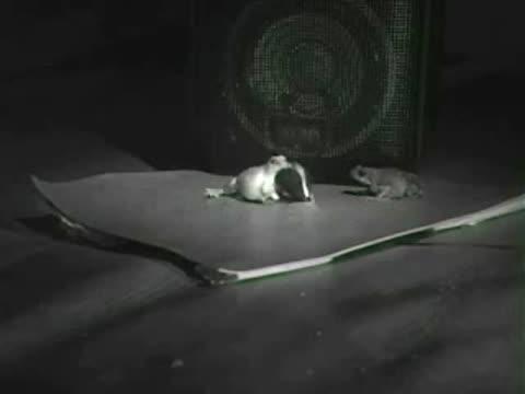 Robotic frogs help turn a boring mating call | EurekAlert!