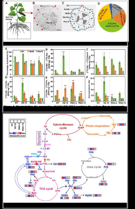 Fig [IMAGE] | EurekAlert! Science News Releases