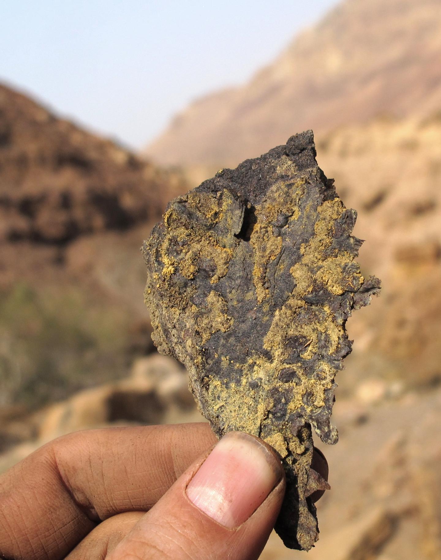 Hidden Cradle of Early Plant E [IMAGE] | EurekAlert! Science News Releases