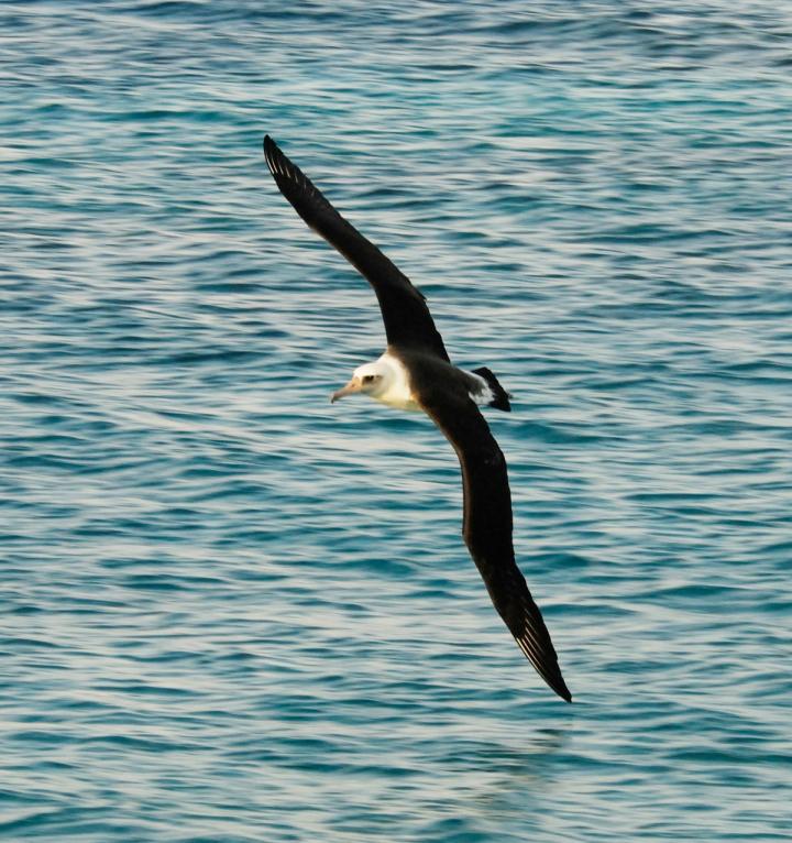 Laysan Albatross [IMAGE] | EurekAlert! Science News Releases