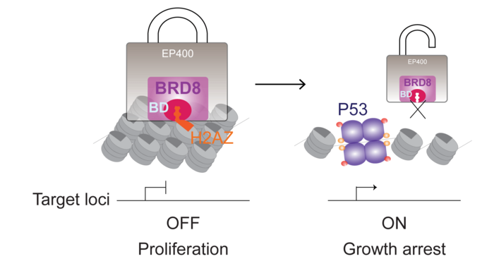 Mills model [IMAGE] | EurekAlert! Science News Releases