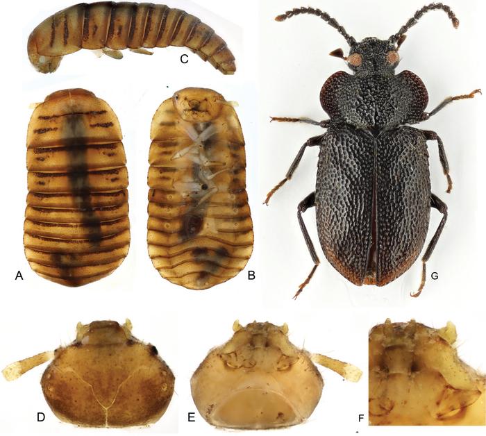 Tenebrionidae: Lagriinae: Goni [IMAGE] | EurekAlert! Science News Releases