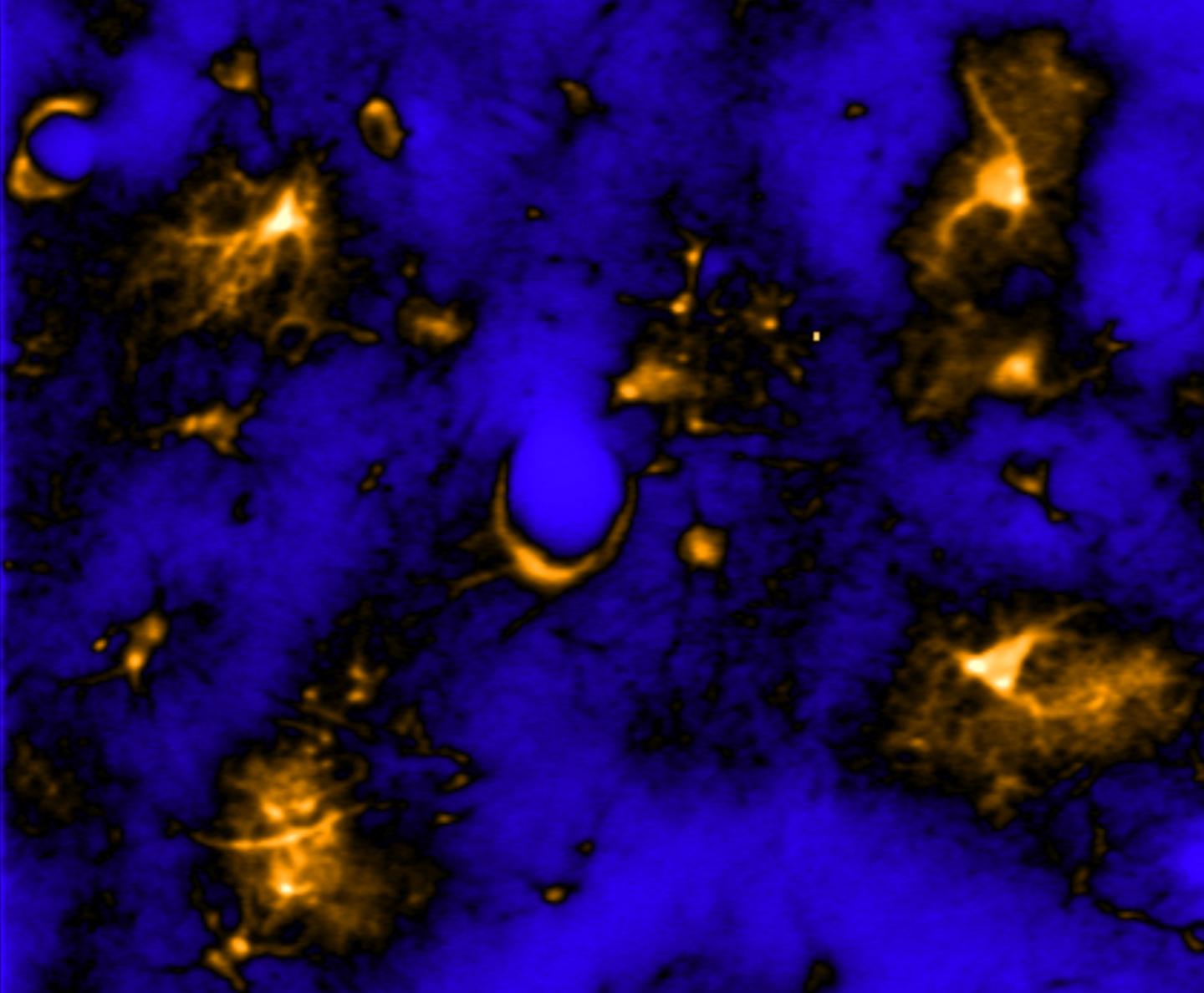 Fluorescent calcium activity i [IMAGE] | EurekAlert! Science News Releases
