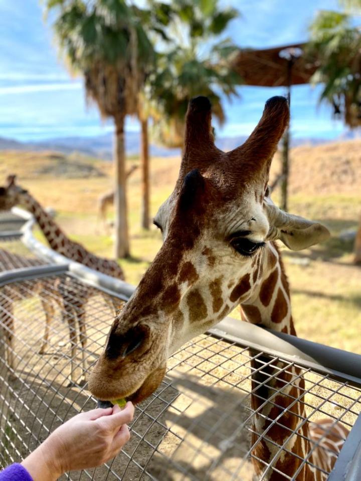 Giraffe Feeding [IMAGE] | EurekAlert! Science News Releases