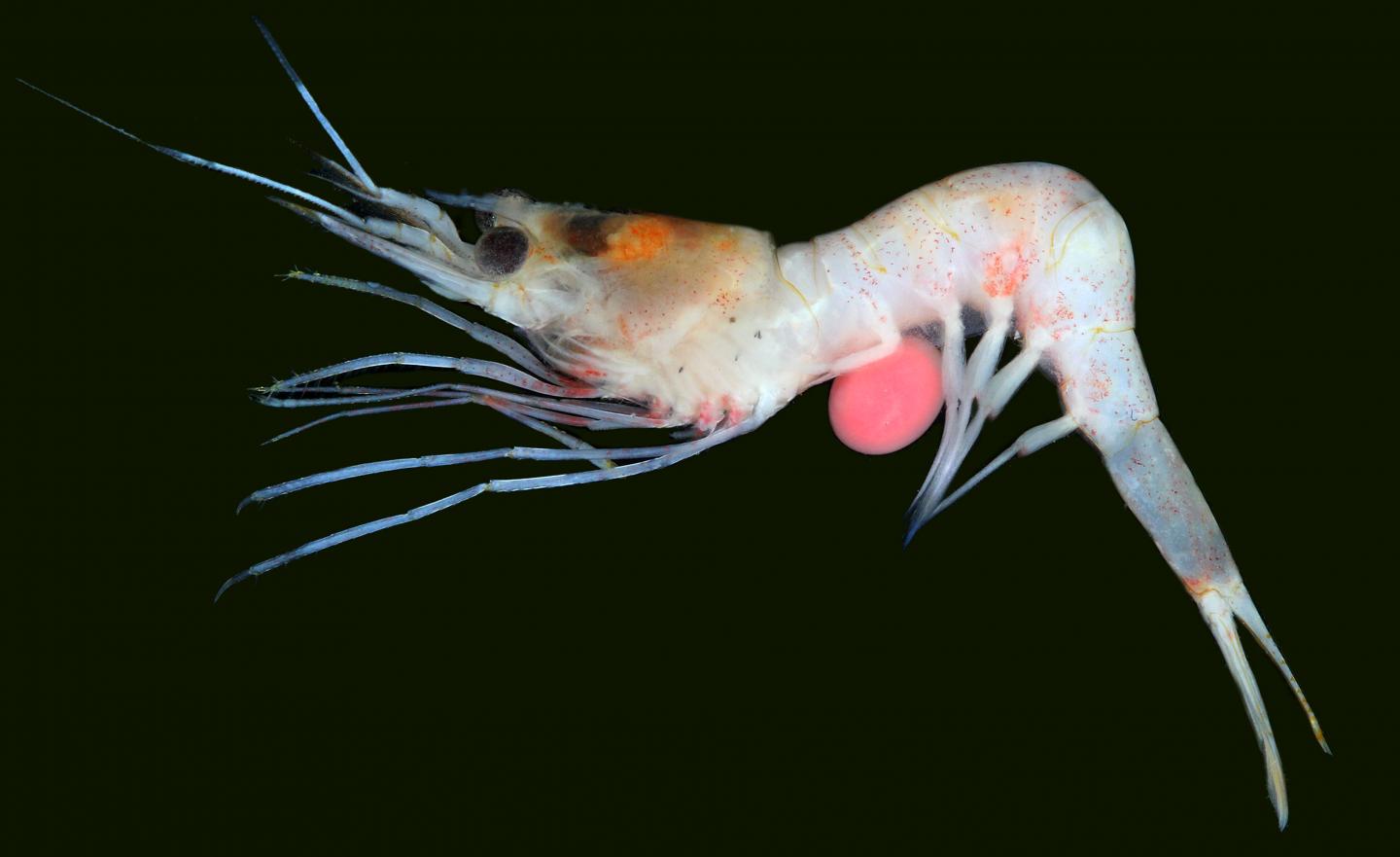 Marine parasites: Different strokes for diffe | EurekAlert!