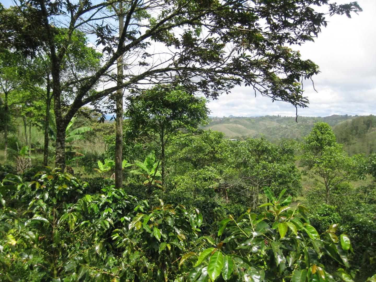 Shade-grown coffee farm [IMAGE] | EurekAlert! Science News Releases