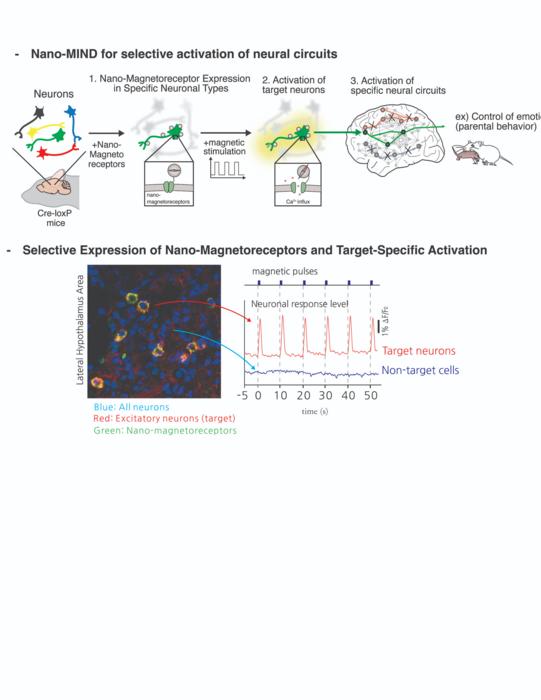 Figure 2. Activation of specif [IMAGE] | EurekAlert! Science News Releases