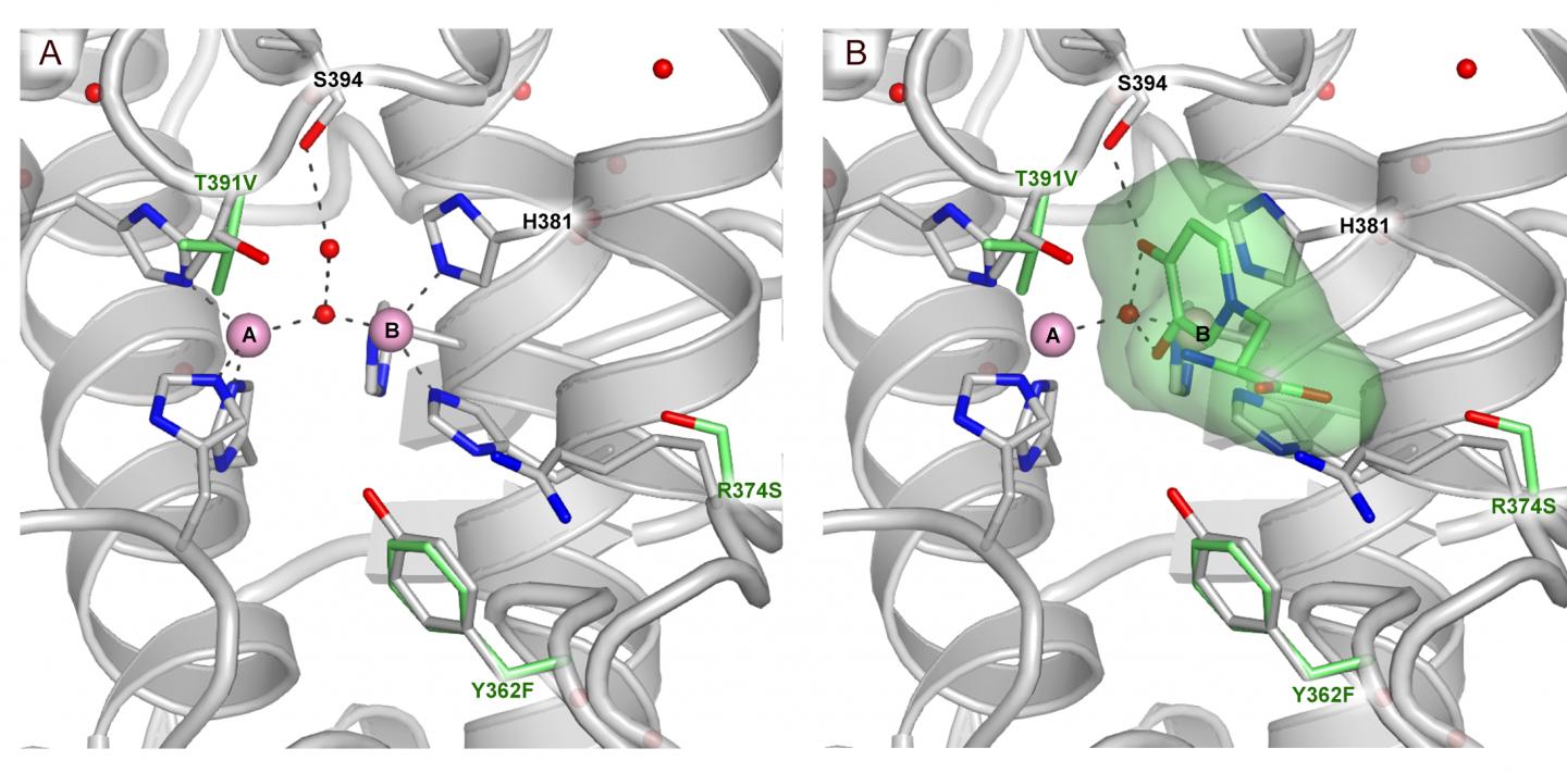Substrate-binding Mode of TYRP [IMAGE] | EurekAlert! Science News Releases