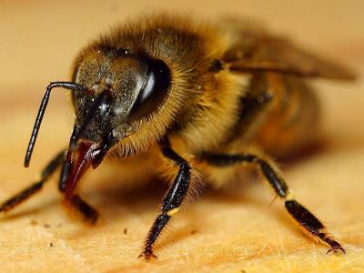 Honey Bee Aggression [IMAGE] | EurekAlert! Science News Releases