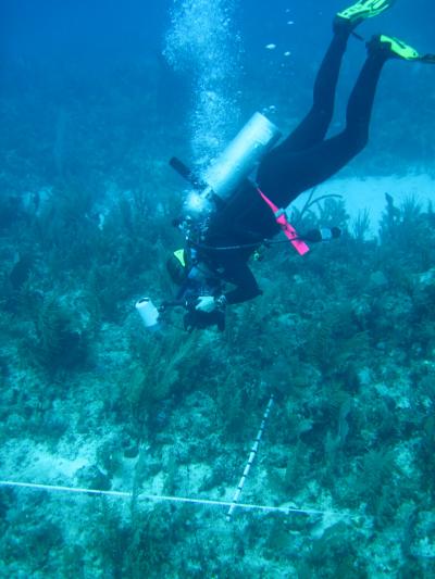 Transect Work During Coral Ree [IMAGE] | EurekAlert! Science News Releases