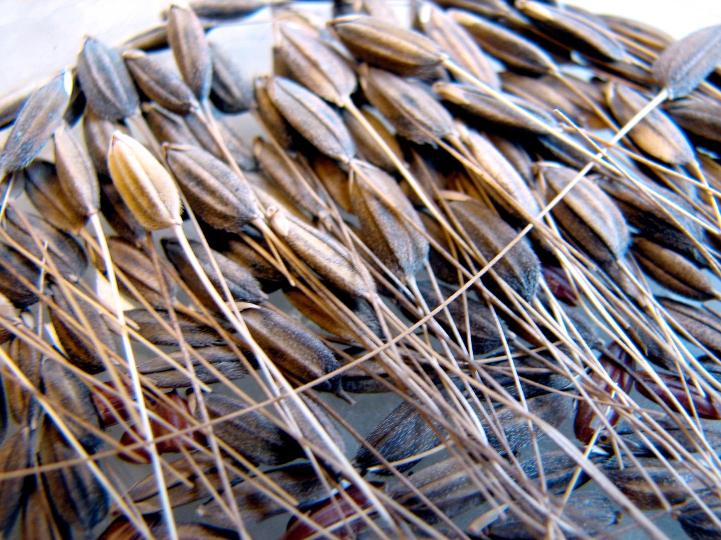 Grains of Weedy Rice [IMAGE] | EurekAlert! Science News Releases