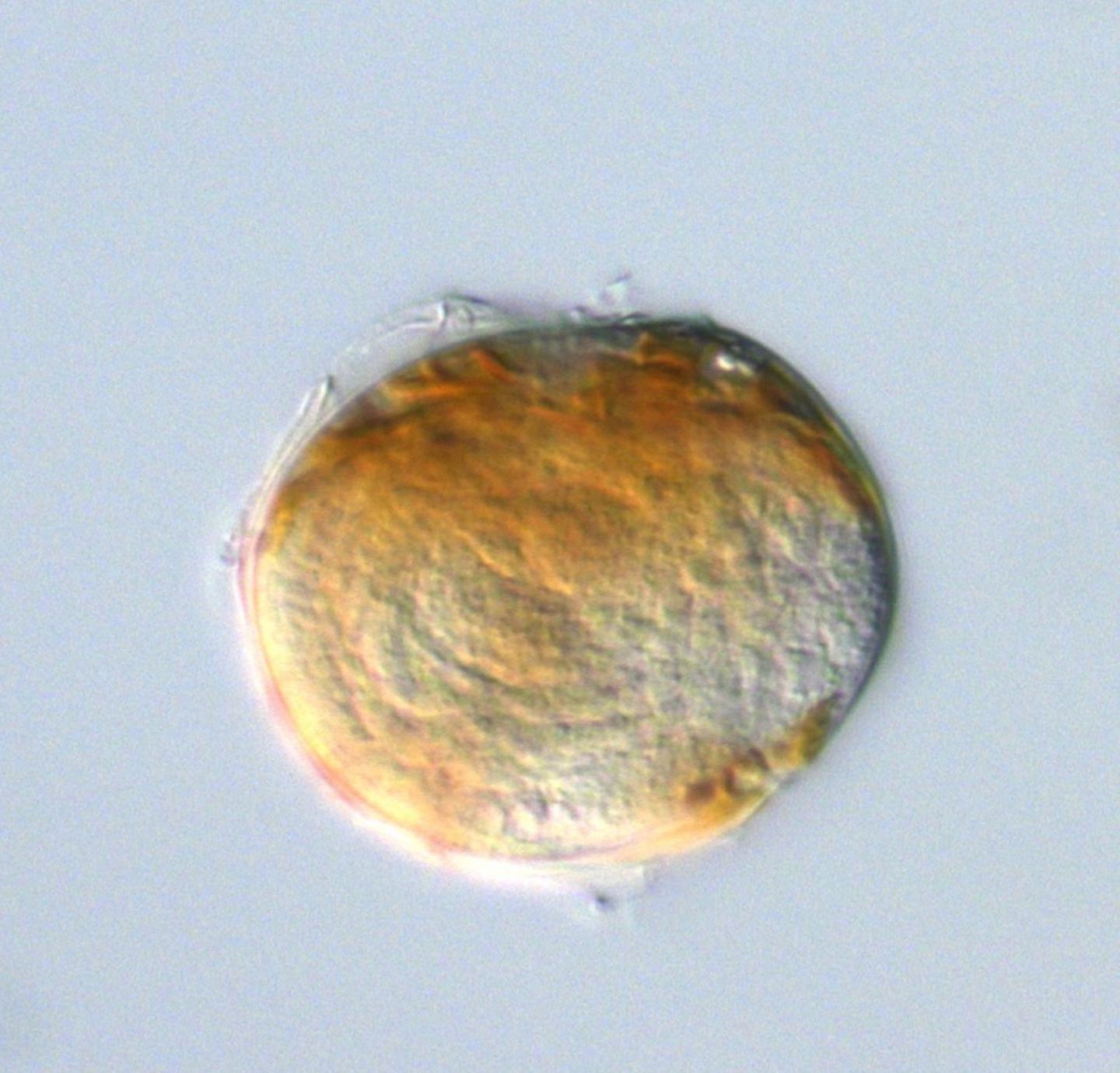 Dinoflagellate Alexandrium [IMAGE] | EurekAlert! Science News Releases