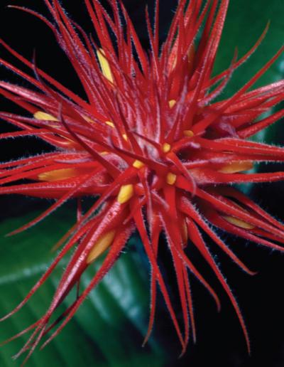 Hidden Insect Diversity in the Tropics (2 of | EurekAlert!