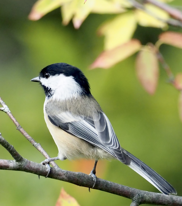 Black-capped chickadee [IMAGE] | EurekAlert! Science News Releases