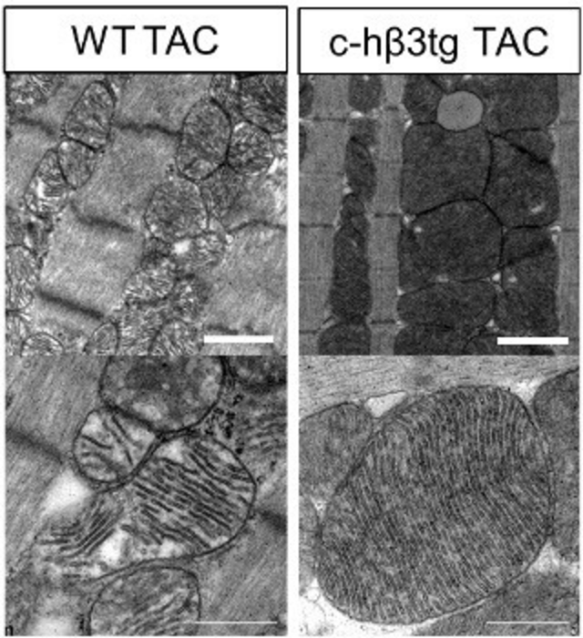 Image 2 [IMAGE] | EurekAlert! Science News Releases