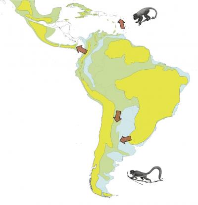 Monkey Migration Out of the Am [IMAGE] | EurekAlert! Science News Releases