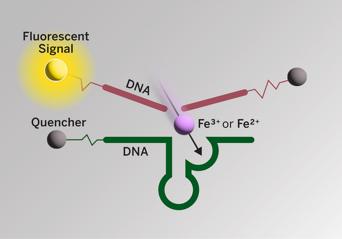 Novel iron sensor [IMAGE] | EurekAlert! Science News Releases