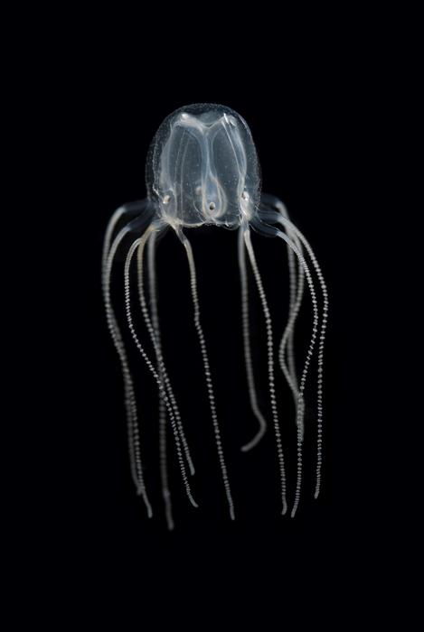 A Caribbean box jellyfish. Bla [IMAGE] | EurekAlert! Science News Releases
