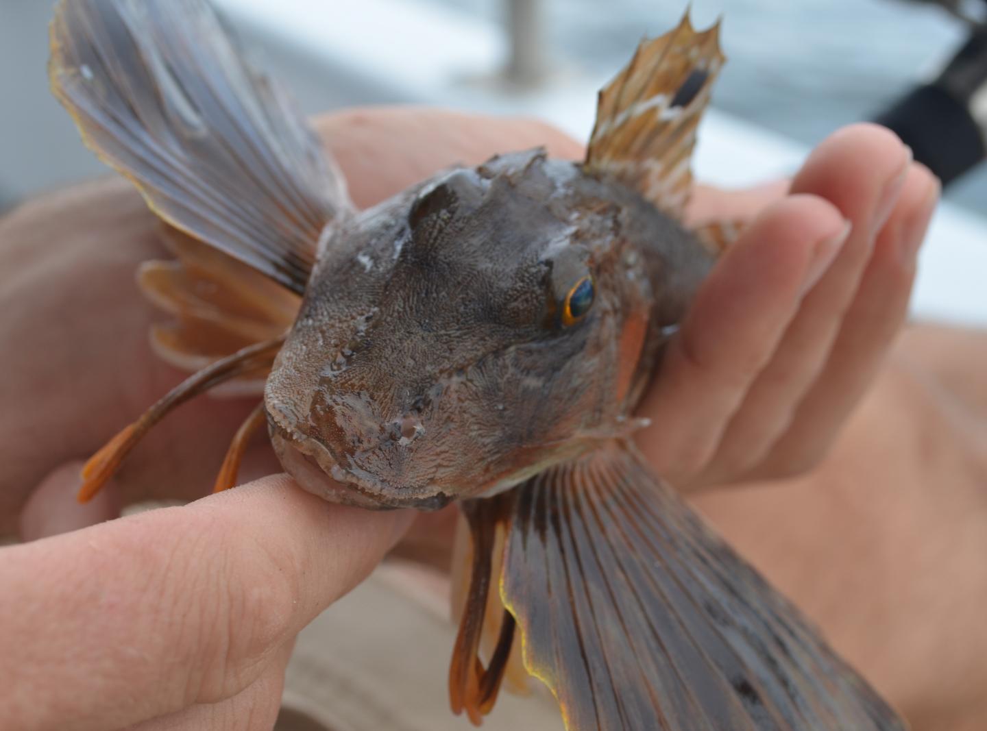 Sea Robin [IMAGE] | EurekAlert! Science News Releases