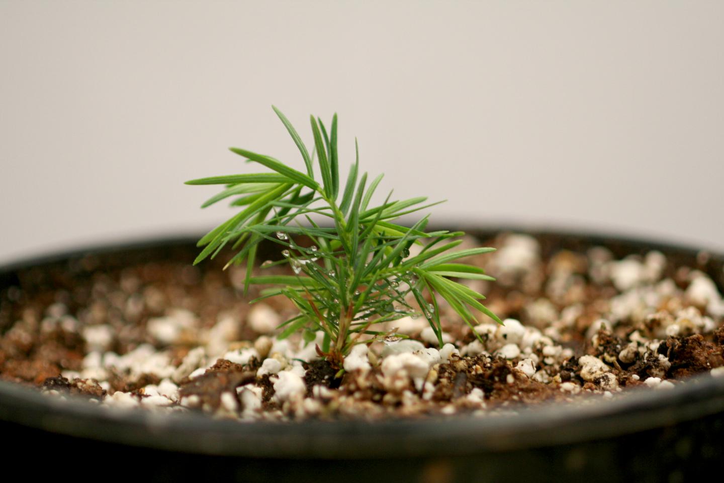 Researchers unlock new way to clone hemlock t | EurekAlert!