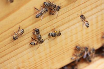 Forager Bee Returns with Polle [IMAGE] | EurekAlert! Science News Releases