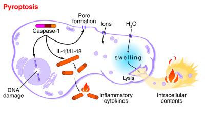 Pyroptosis: How a Dying Cell S [IMAGE] | EurekAlert! Science News Releases