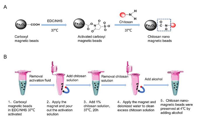 Modified lysis buffer and chitosan coated mag | EurekAlert!