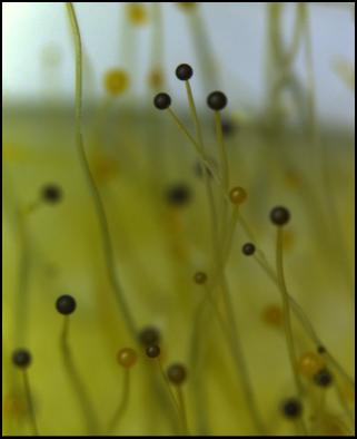 Fruiting Bodies of Phycomyc [IMAGE] | EurekAlert! Science News Releases