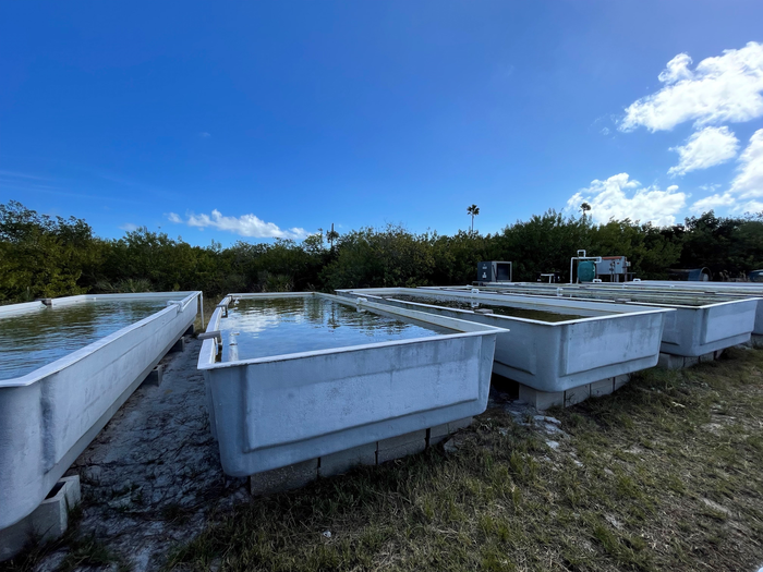 Seagrass Nursery Tanks [IMAGE] | EurekAlert! Science News Releases