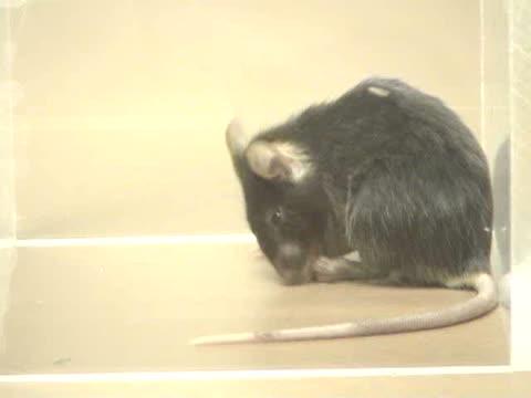 Why scratching makes you itch more | EurekAlert!
