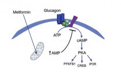 Metformin Works in Different W [IMAGE] | EurekAlert! Science News Releases