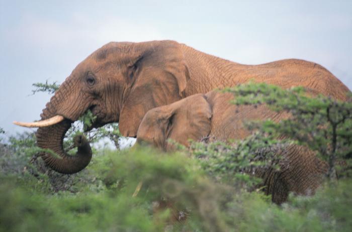 Elephants [IMAGE] | EurekAlert! Science News Releases