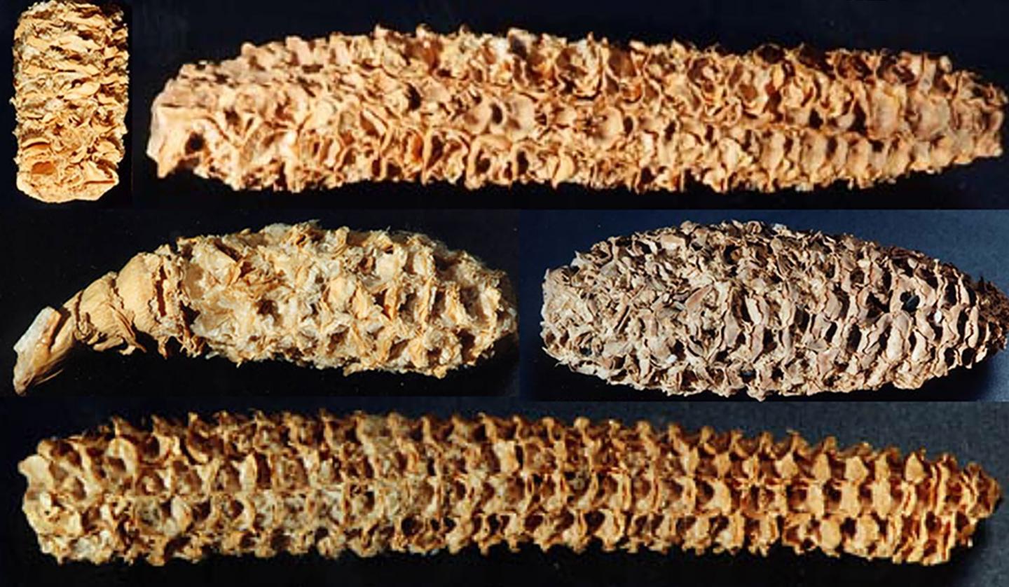 Old Corn [IMAGE] | EurekAlert! Science News Releases