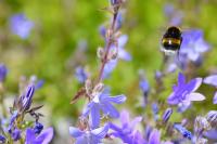 Bees' perception of own body size | EurekAlert!