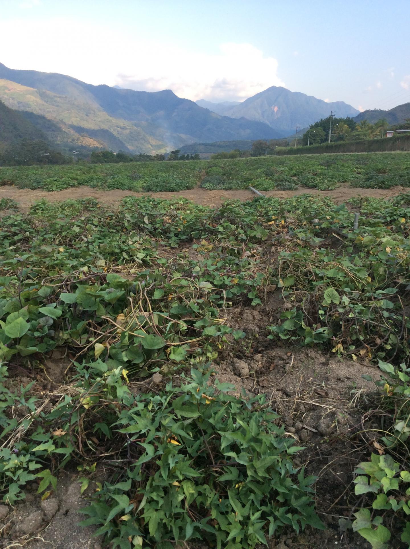 Sweet Potato Field [IMAGE] | EurekAlert! Science News Releases