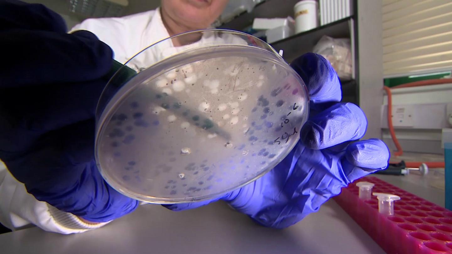 Dr. Cath Rees, National Instit [IMAGE] | EurekAlert! Science News Releases