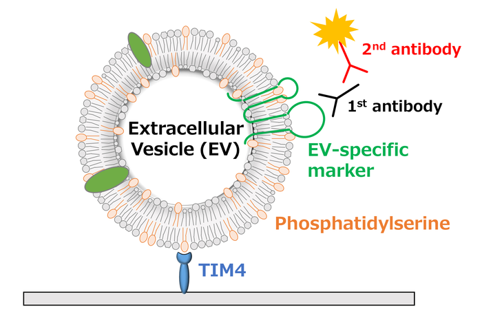 Regulators for extracellular vesicle producti | EurekAlert!