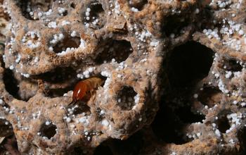 Termite Soldier [IMAGE] | EurekAlert! Science News Releases