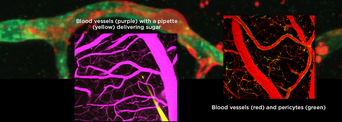 Brain's Capillaries web banner [IMAGE] | EurekAlert! Science News Releases
