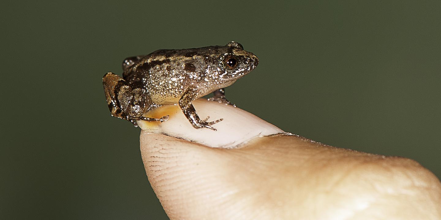 Vijayan's Night Frog [IMAGE] | EurekAlert! Science News Releases