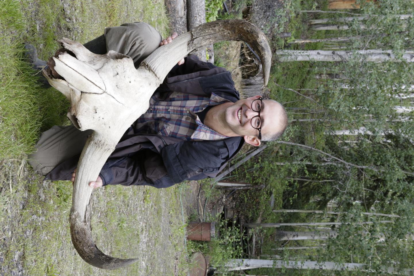 Steppe Bison Skull [IMAGE] | EurekAlert! Science News Releases