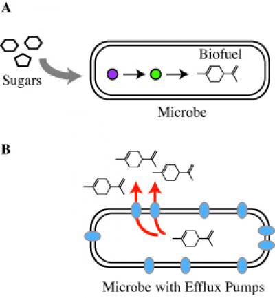 Microbial Efflux Pumps [IMAGE] | EurekAlert! Science News Releases