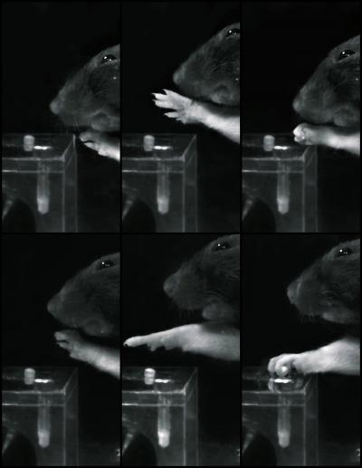 Therapy Restores Motor Control in Rats after | EurekAlert!